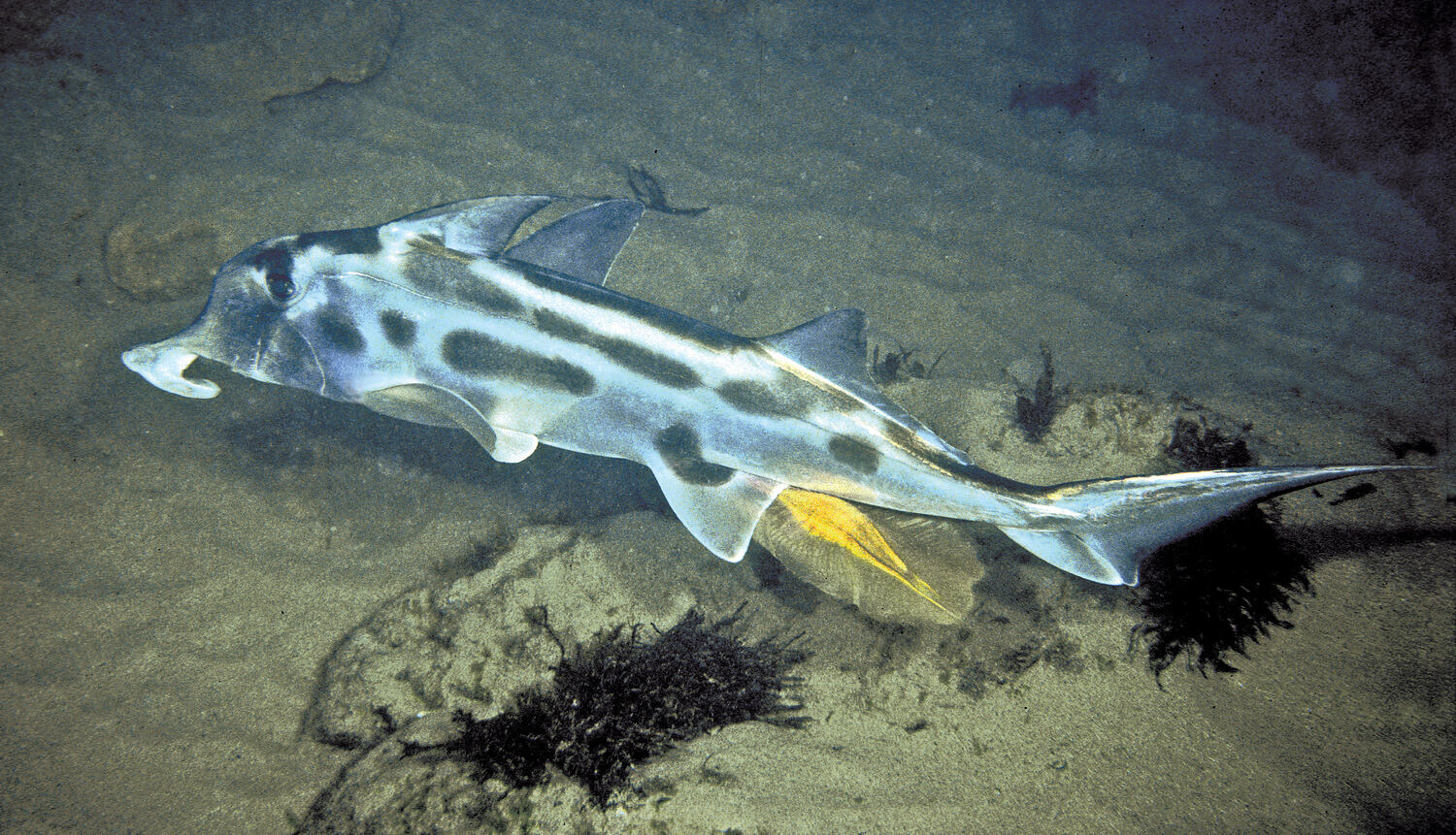 Callorhinchus milii Bory de Saint Vincent, 1823, Elephantfish