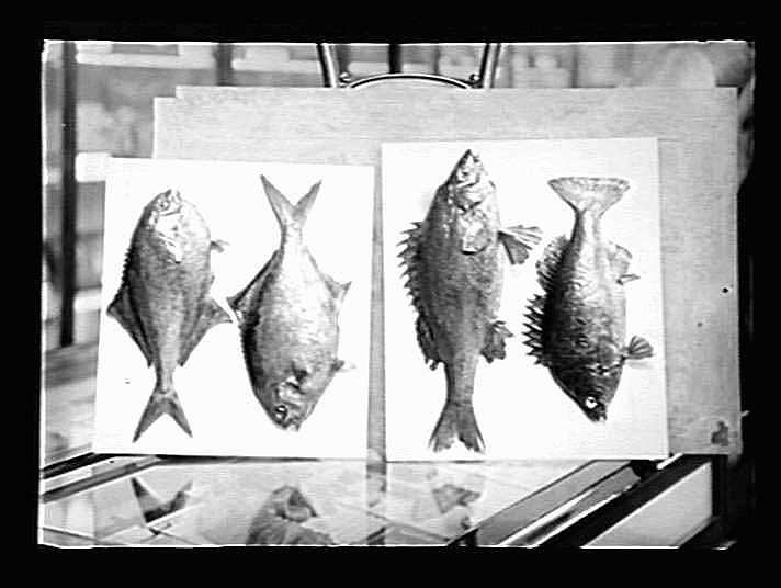 Glass Negative - Fish Exhibition Display, by A.J. Campbell, Melbourne ...