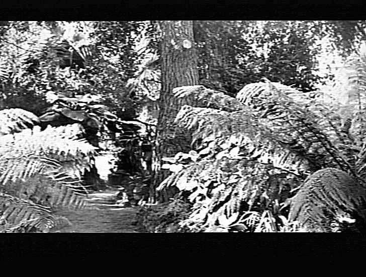 Negative - by Lilian L. Pitts, Merrigum, Victoria, circa 1910s