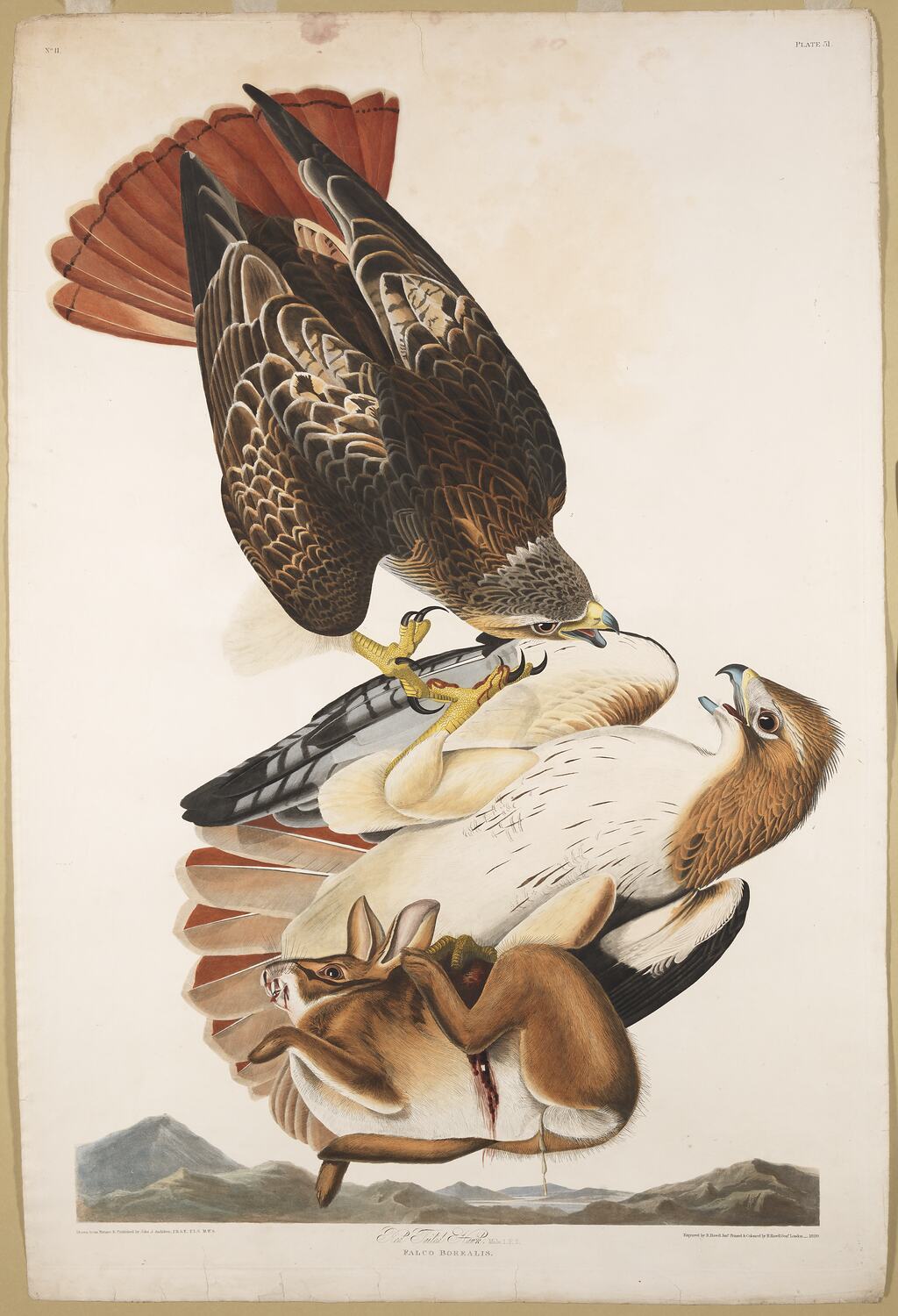 Print - Red-tailed Hawk, John James Audubon