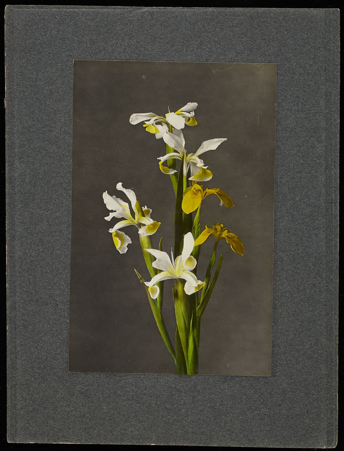 Stereograph - Still Life with Irises, circa 1920