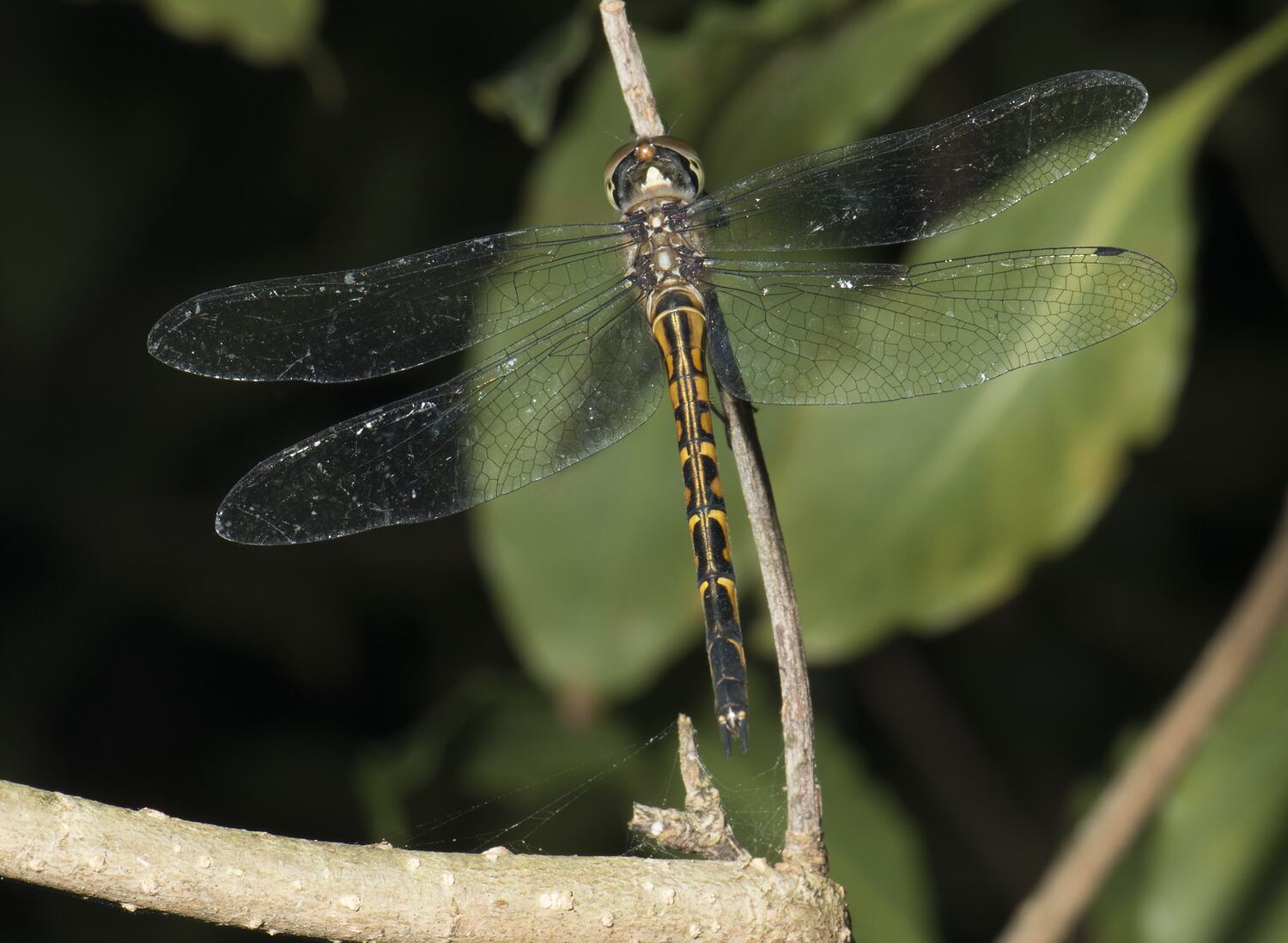 Anax papuensis (Burmeister, 1839), Australian Emperor Dragonfly