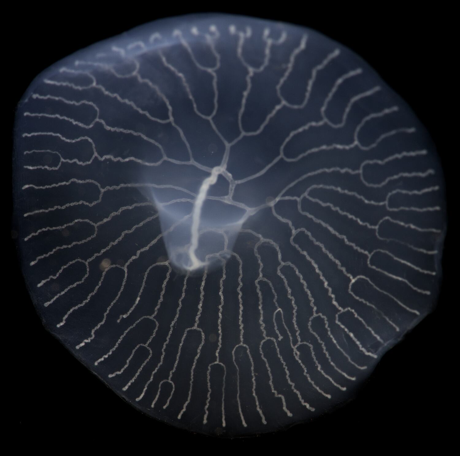 Dendrogramma enigmatica Just et al., 2014