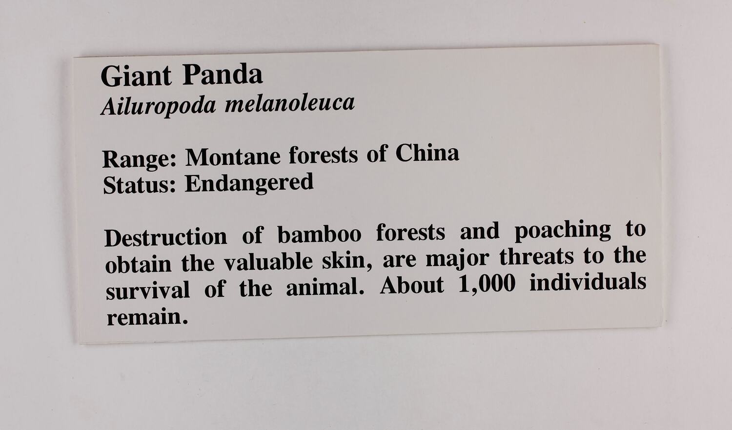 Exhibition Label - Giant Panda, Museum of Victoria, Melbourne, 1992