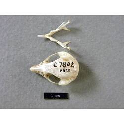 Cercartetus concinnus minor Wakefield, 1963