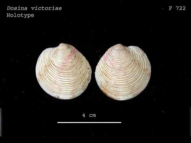 Dosinia victoriae Gatliff & Gabriel, 1914