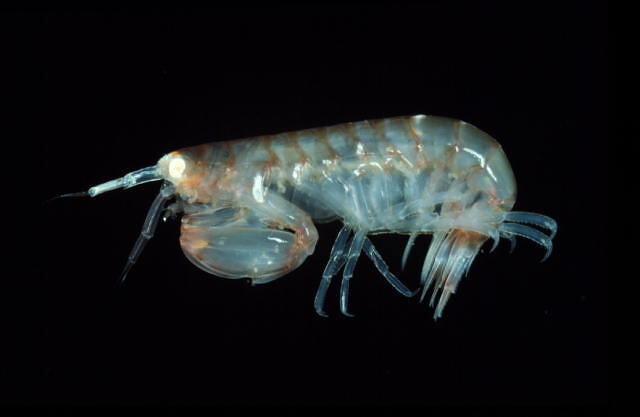 Leucothoe commensalis Haswell, 1879