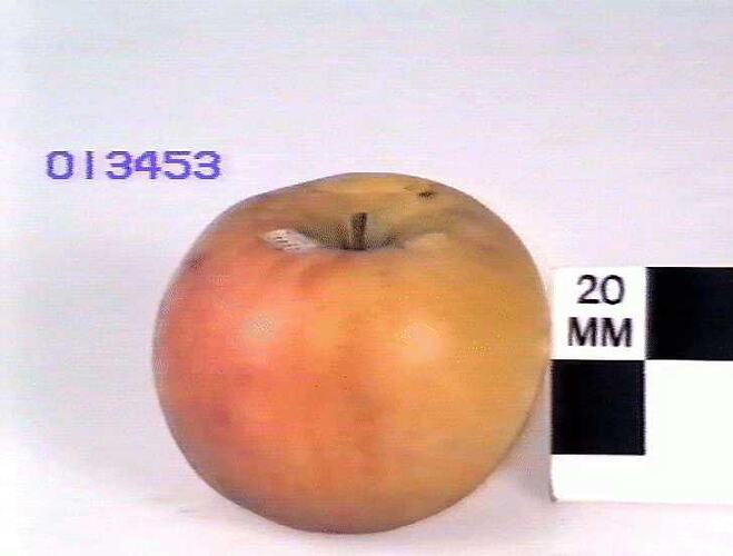 Apple Model - Duchess D' Oldenbourge, Burnley, 1884