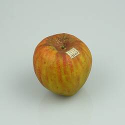 Apple Model - Twyford Pippin, Burnley, 1879