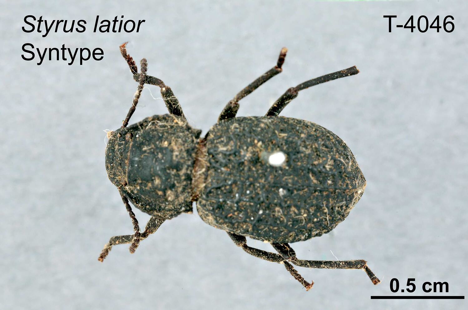 Styrus latior Carter, 1909