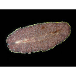 Cycloporus australis Prudhoe, 1982