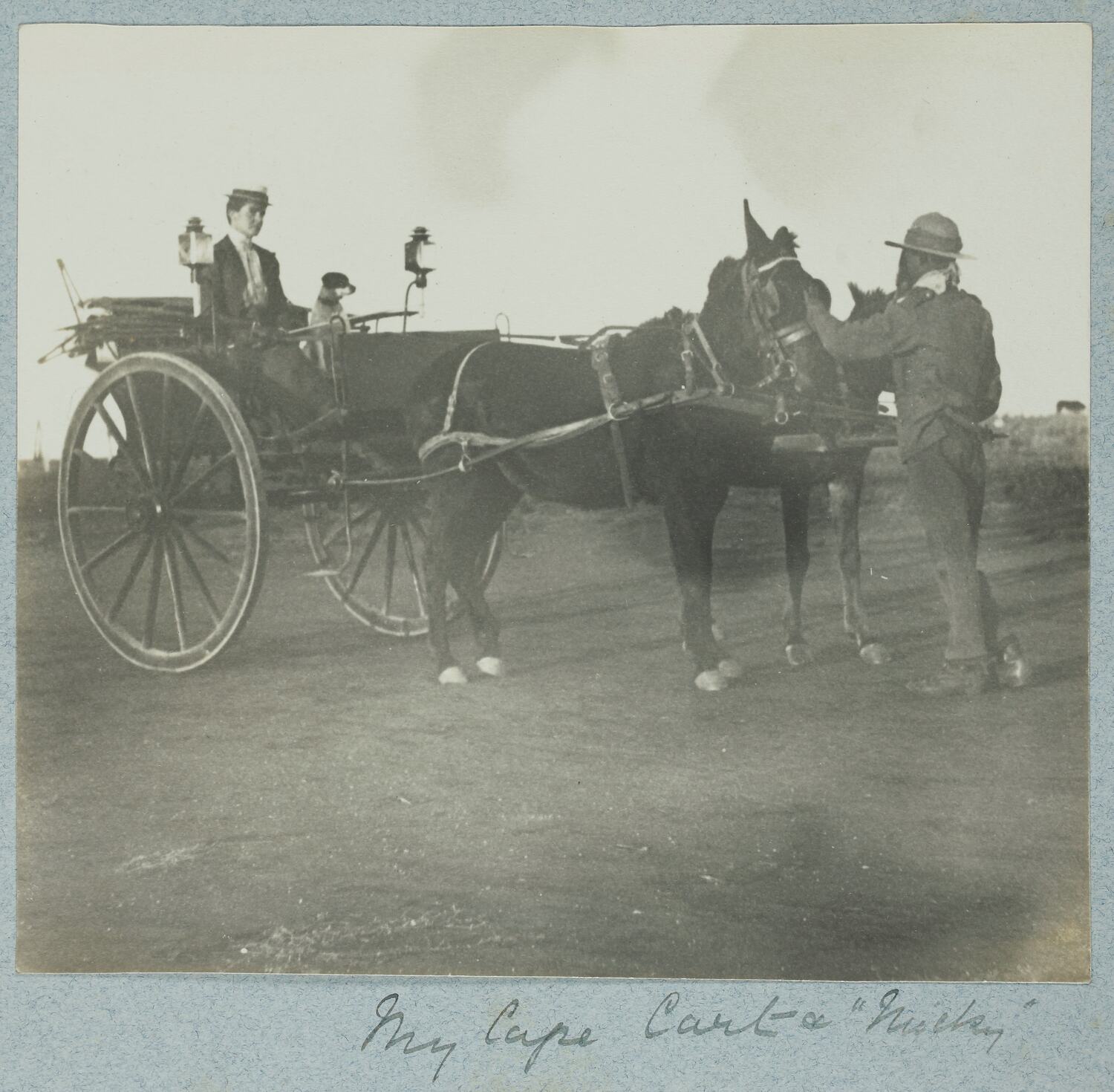 Photograph - 'My Cape Cart' Horse & Carriage, South Africa, circa 1902