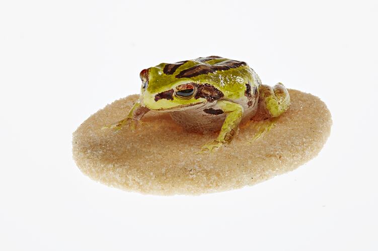Litoria verreauxii alpina (Fry, 1915)