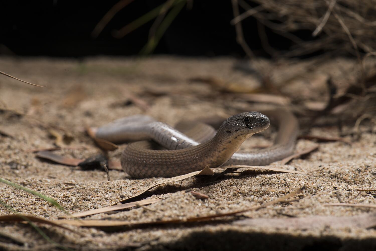 Pygopus lepidopodus (Lacepède, 1804)