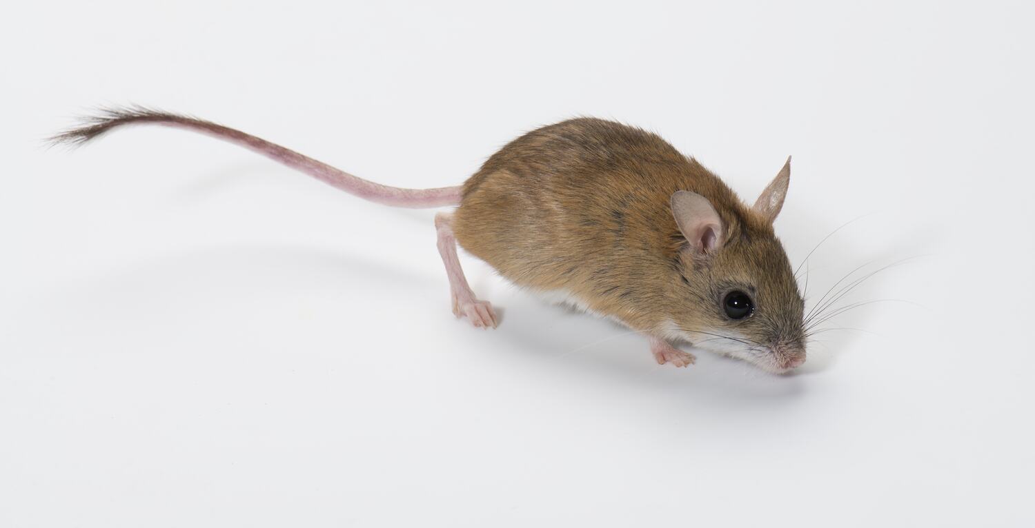 Mitchell's Hopping Mouse, Notomys mitchellii