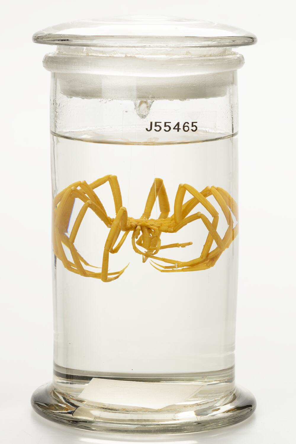 Decolopoda australis Eights, 1835, Ten-legged Sea Spider