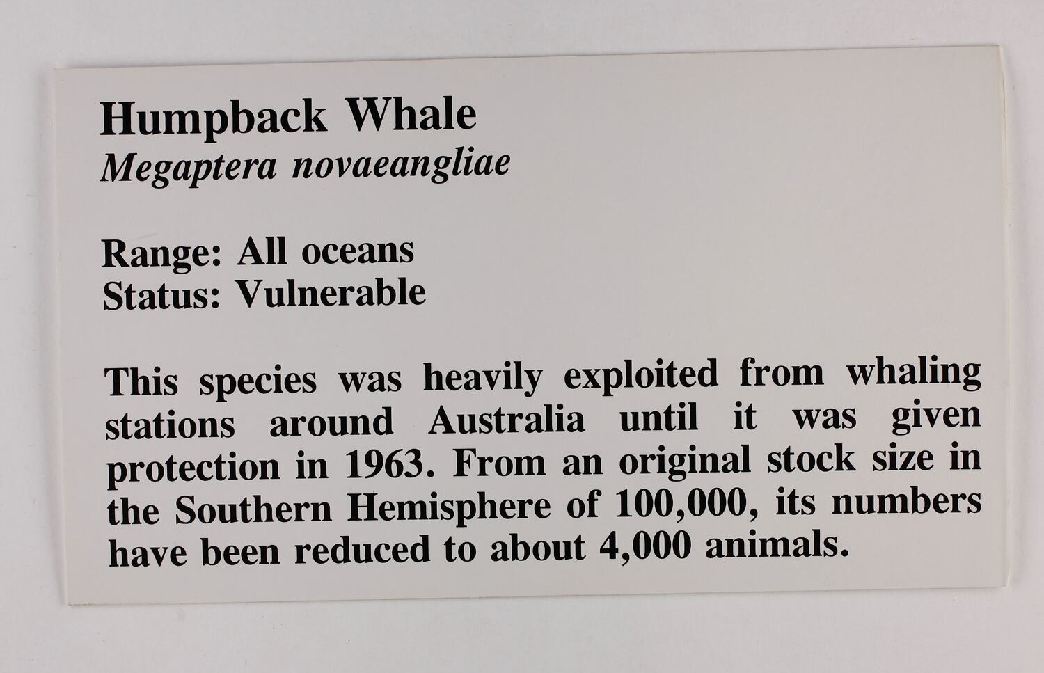 Exhibition Label - Humpback Whale, Museum of Victoria, 1992