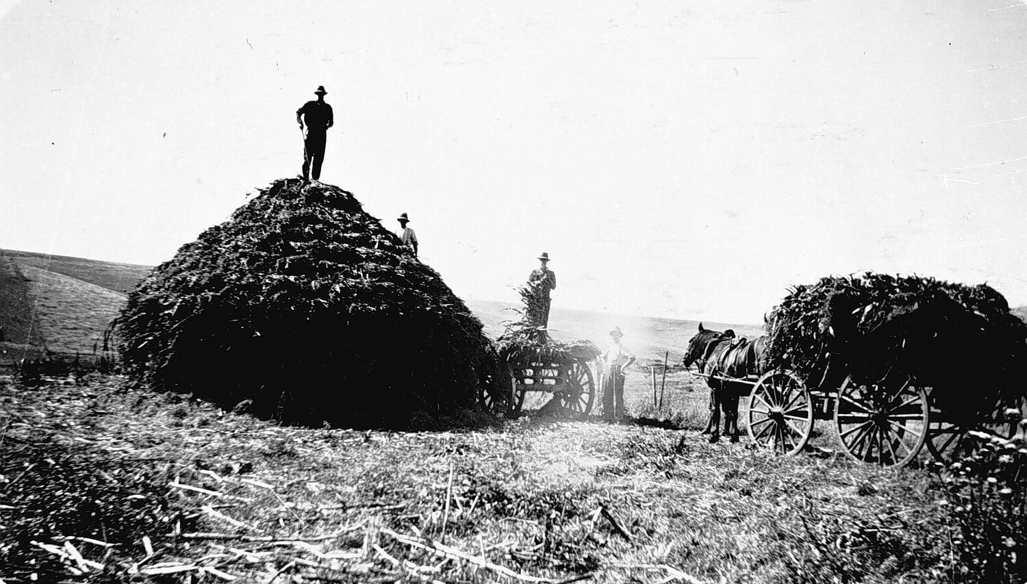 Negative - Merino, Victoria, circa 1920