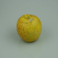 Apple Model - Twyford Pippin, Hawthorn, 1875