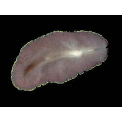 Cycloporus australis Prudhoe, 1982