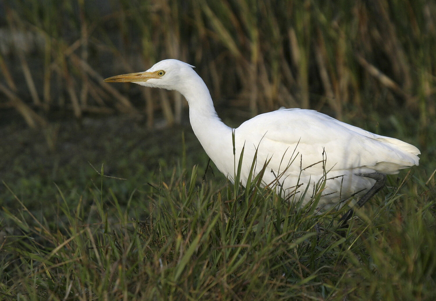 Ardea ibis, Cattle Egret