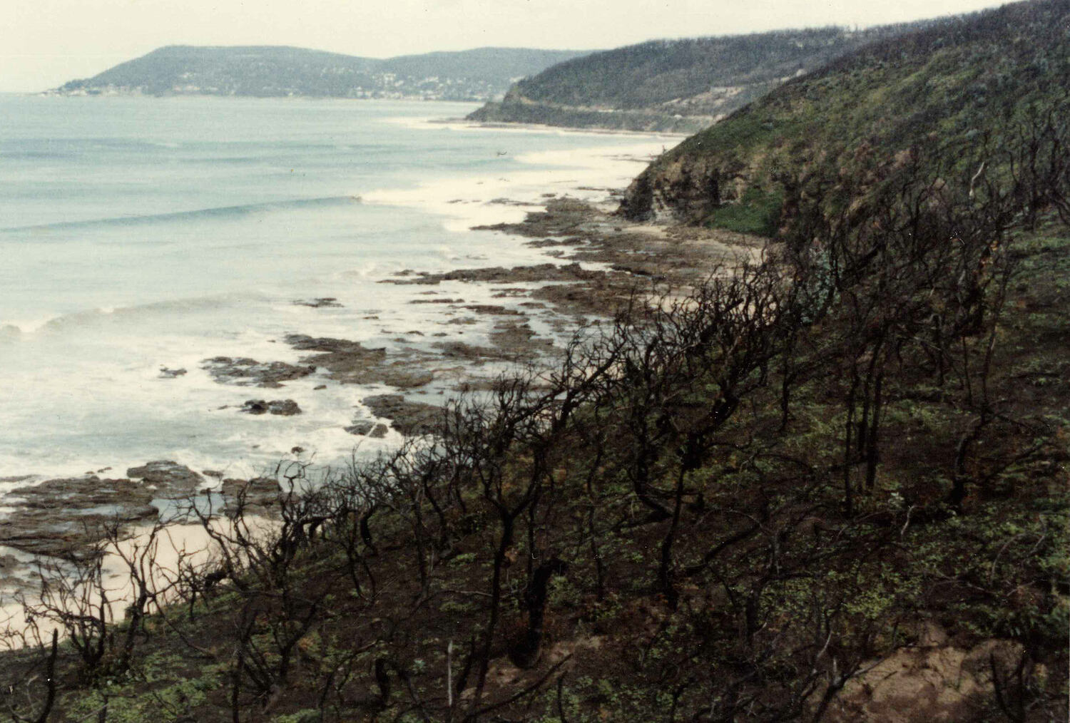 Digital Image - Lorne Beach Viewed from Cliff, Bushfire Beach Survey ...