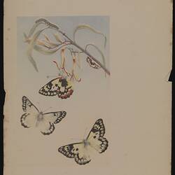 The Prodromus Collection