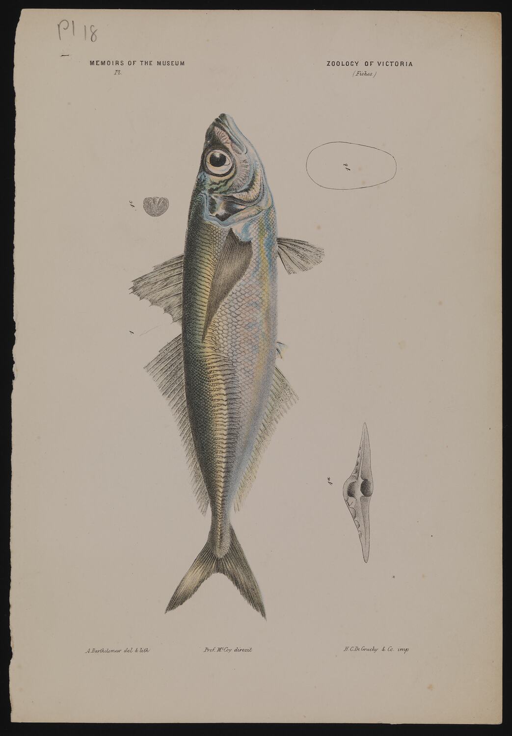 Lithographic proof, Common Jack Mackeral, Trachurus declivis, Arthur ...