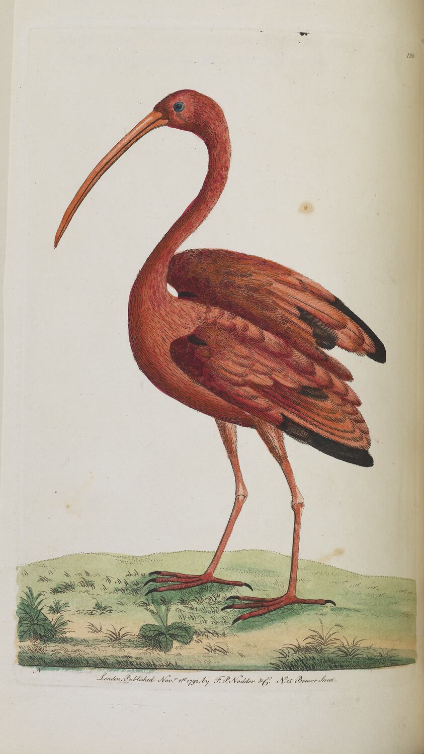 Rare Book - George Shaw, The naturalists' miscellany Vol. 1, London ...