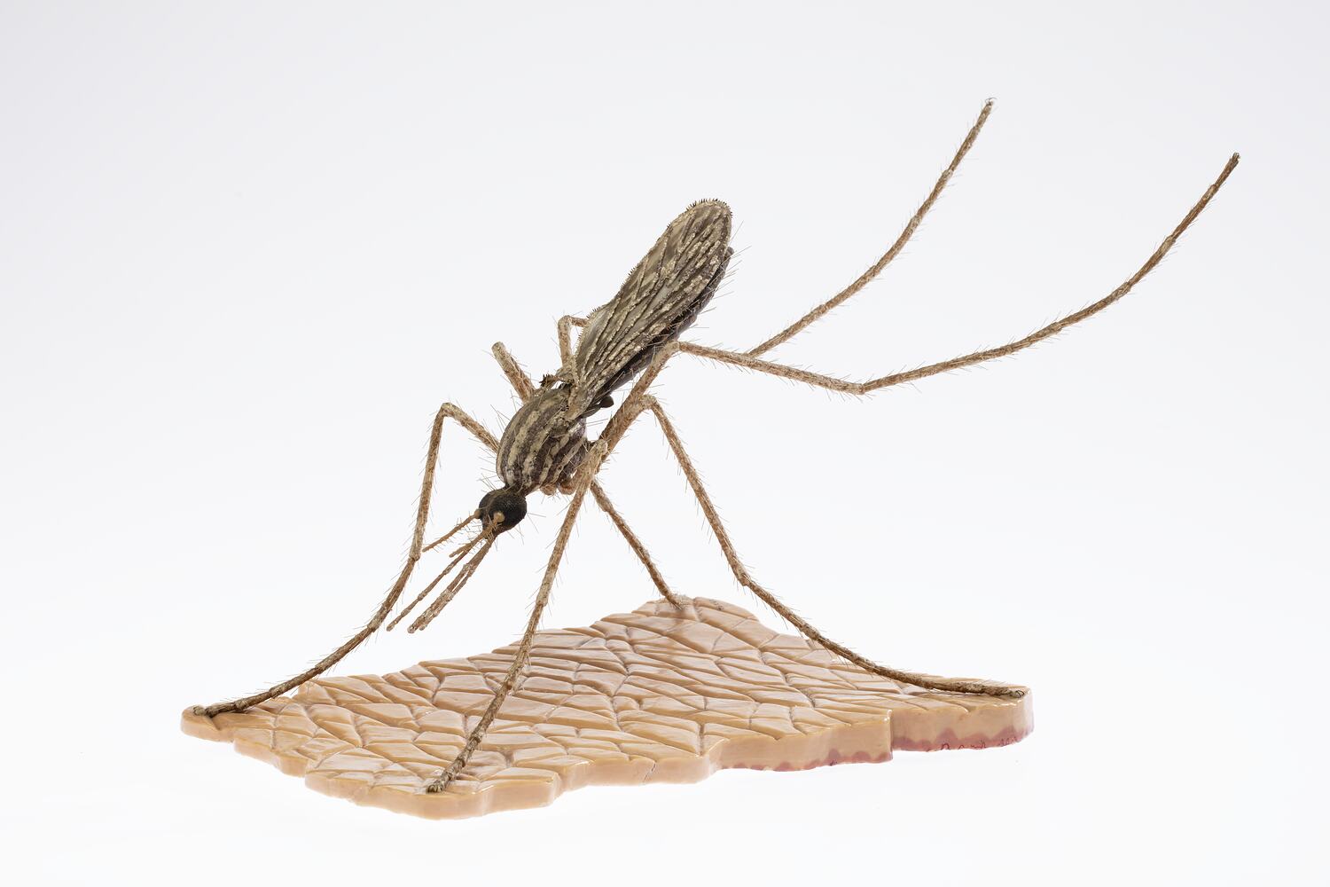 Mosquito Model - Anopheles, 1949