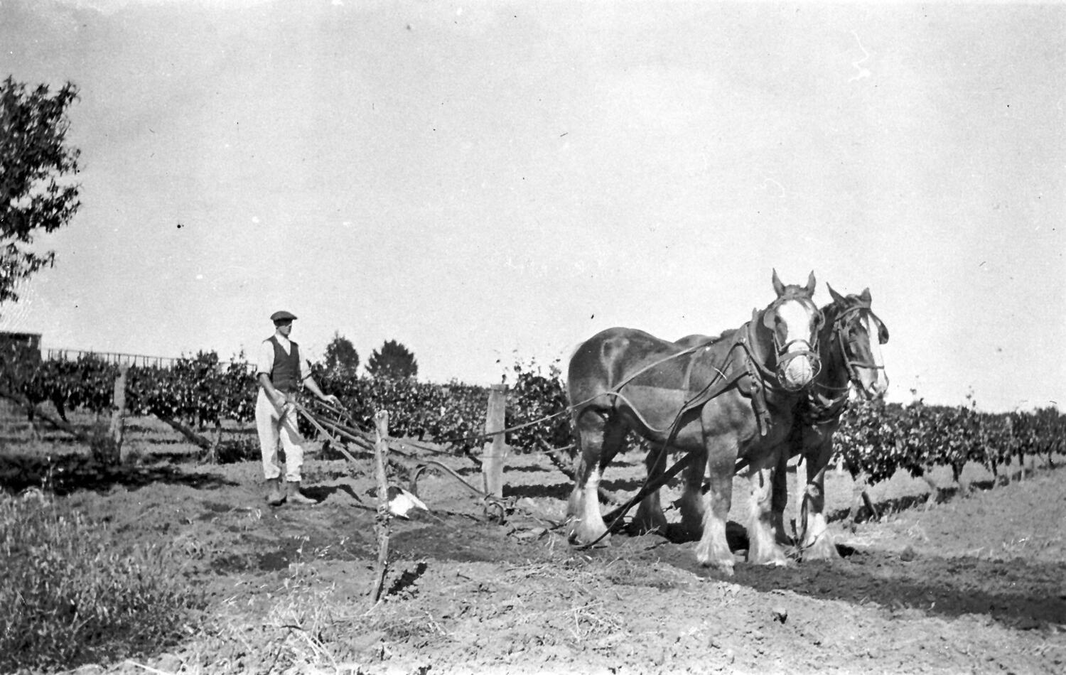 Negative - Merbein, Victoria, 1919