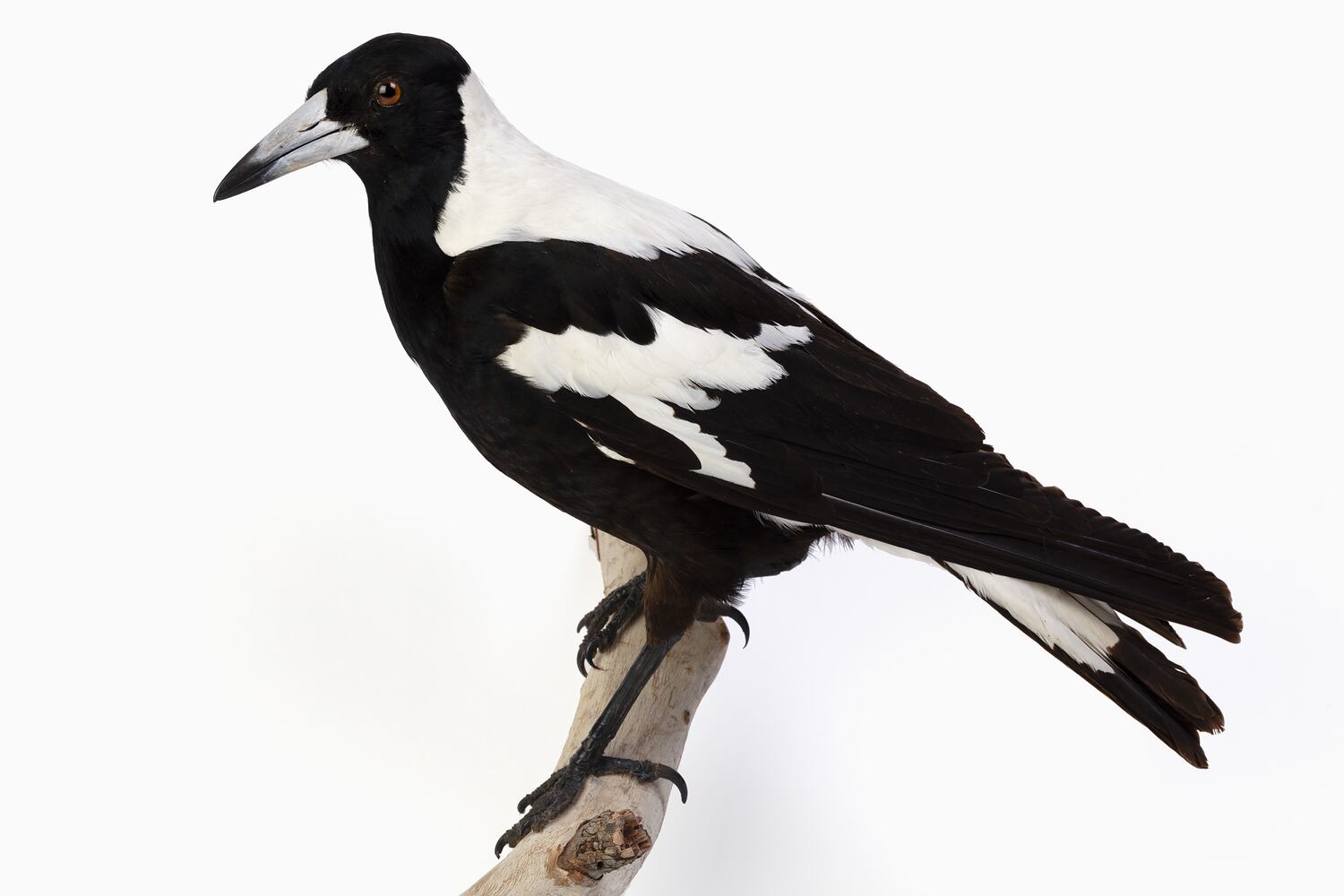 Research Focus, Victorian Birds - Australian Magpie, Gymnorhina tibicen ...