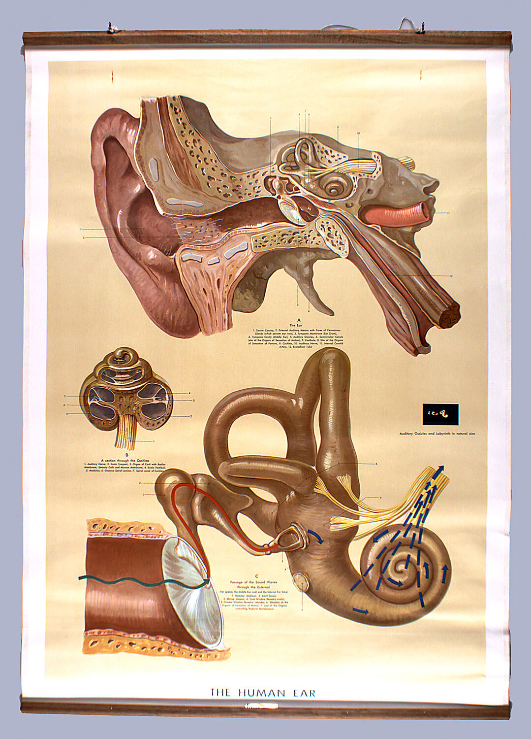 Wall Chart - The Human Ear, circa 1940