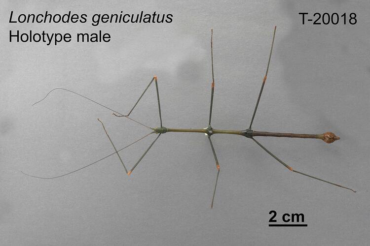 Lonchodes geniculatus Gray, 1935
