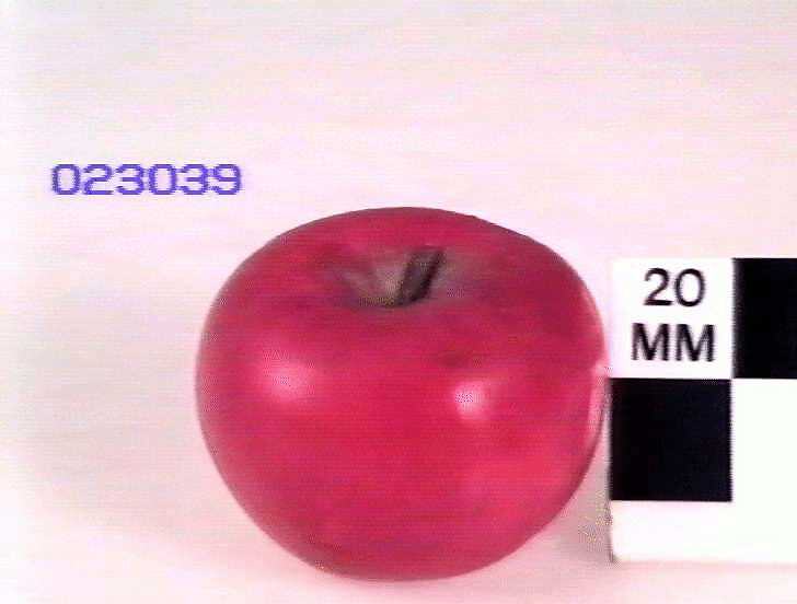 Apple Model - Red Statesman, 1949