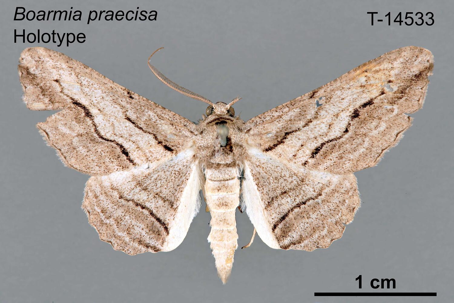 Boarmia praecisa Turner