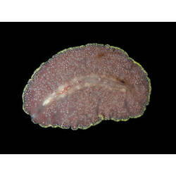 Cycloporus australis Prudhoe, 1982