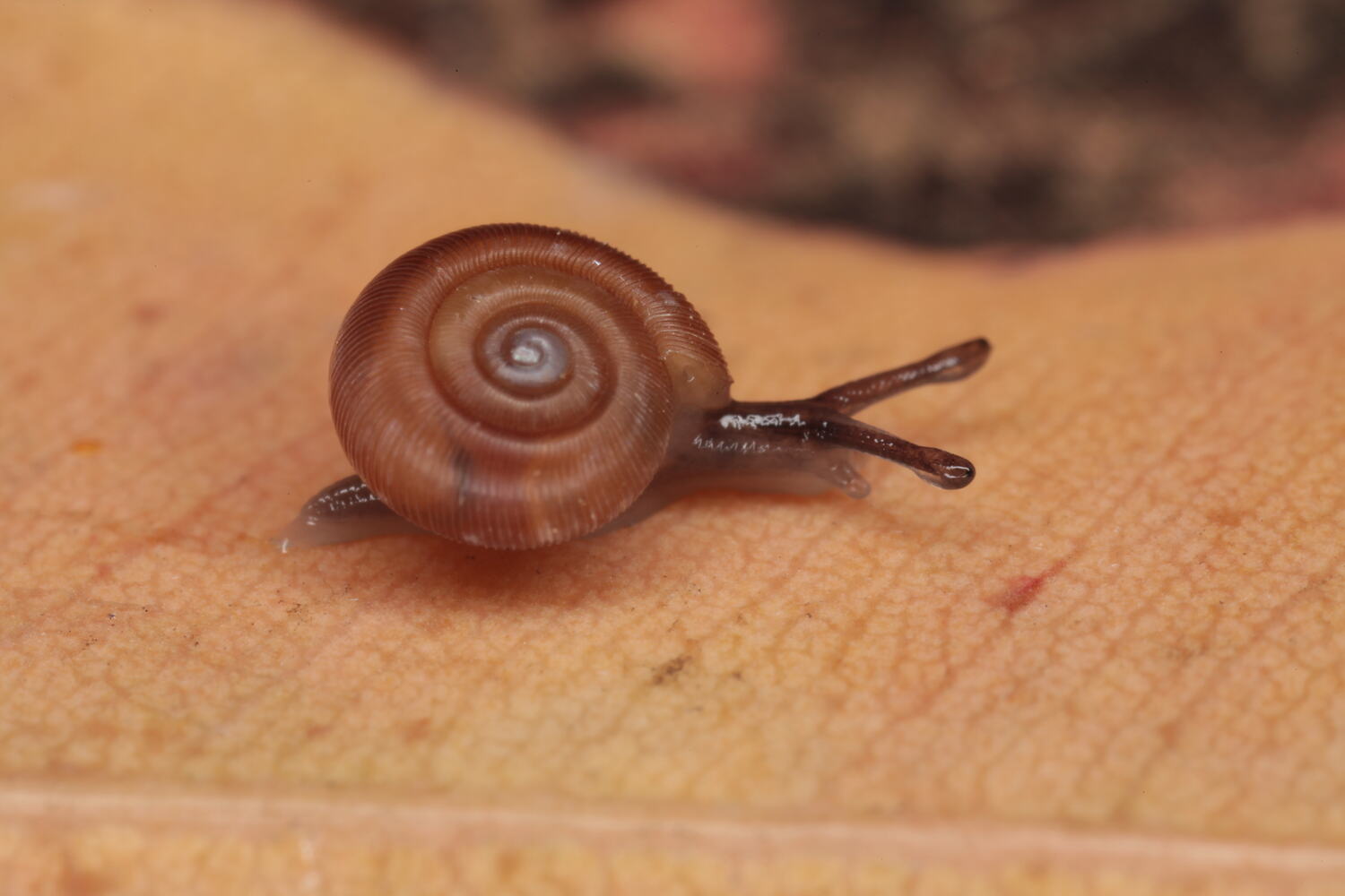 Allocharopa tarravillensis (Gabriel, 1930), pinwheel snail
