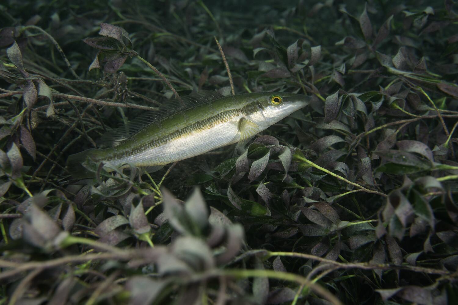 Haletta semifasciata (Valenciennes, 1840), Blue Weed Whiting