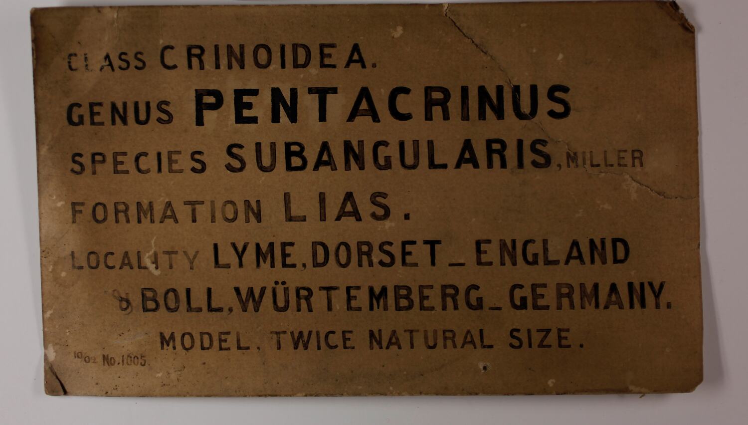 Exhibition Label - Subangularis (Crinoid) Model, National Museum of ...