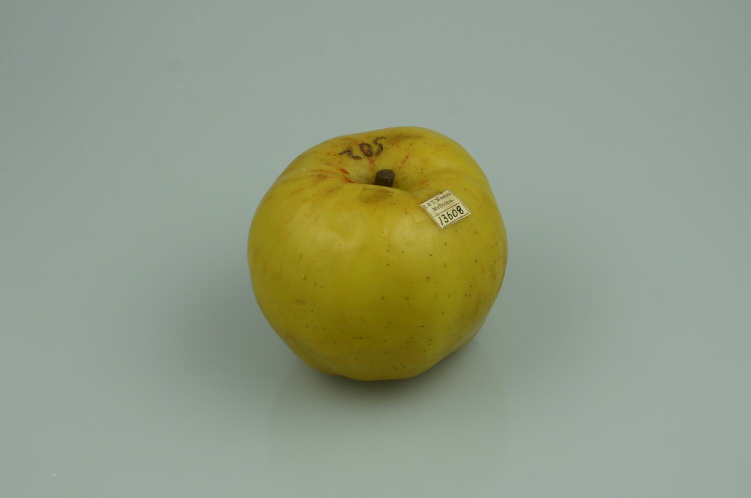 Apple Model - Victoria Codlin, Burnley, 1880