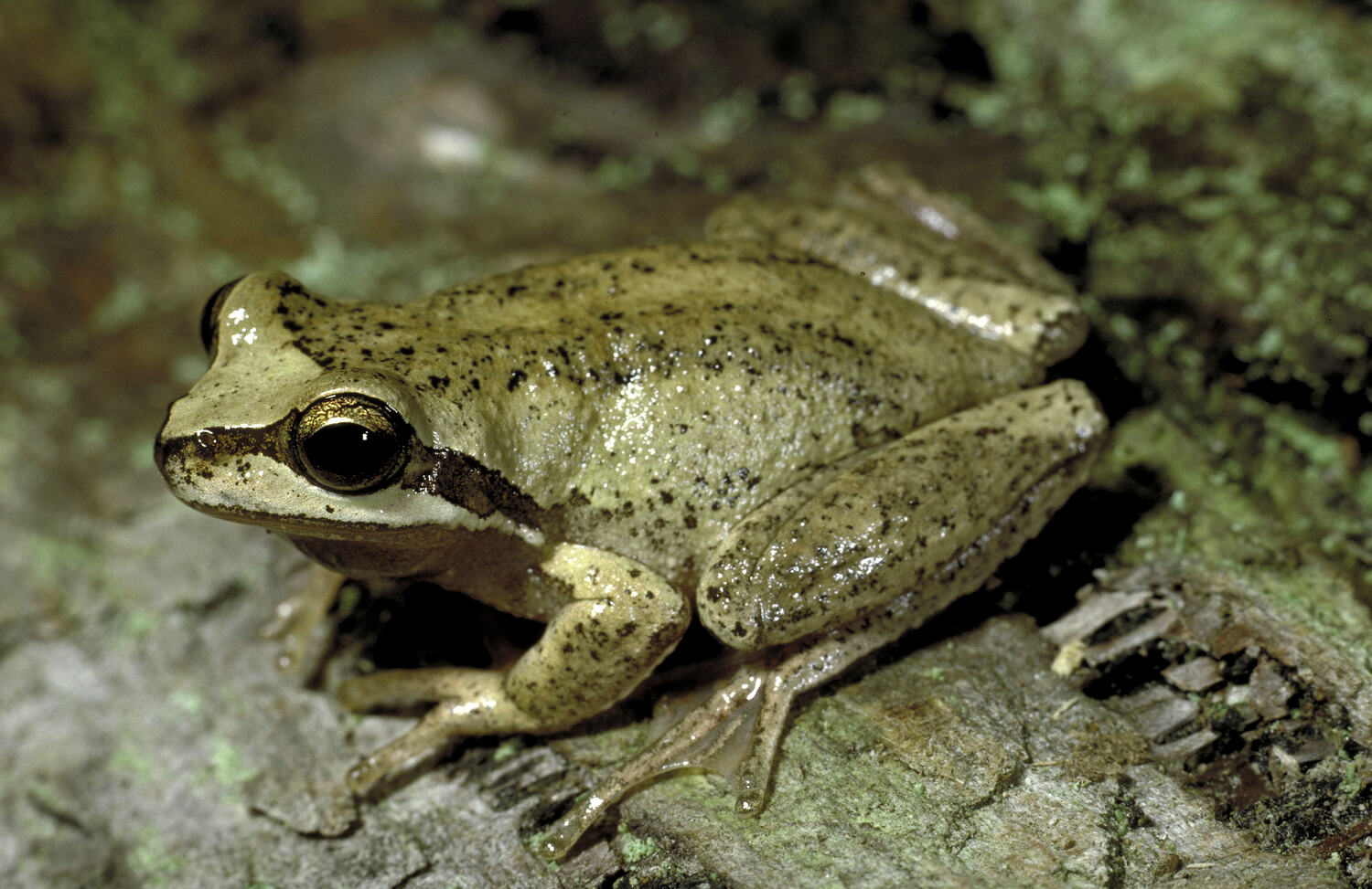 Litoria paraewingi Watson, Loftus-Hills & Littlejohn, 1971, Victorian Frog