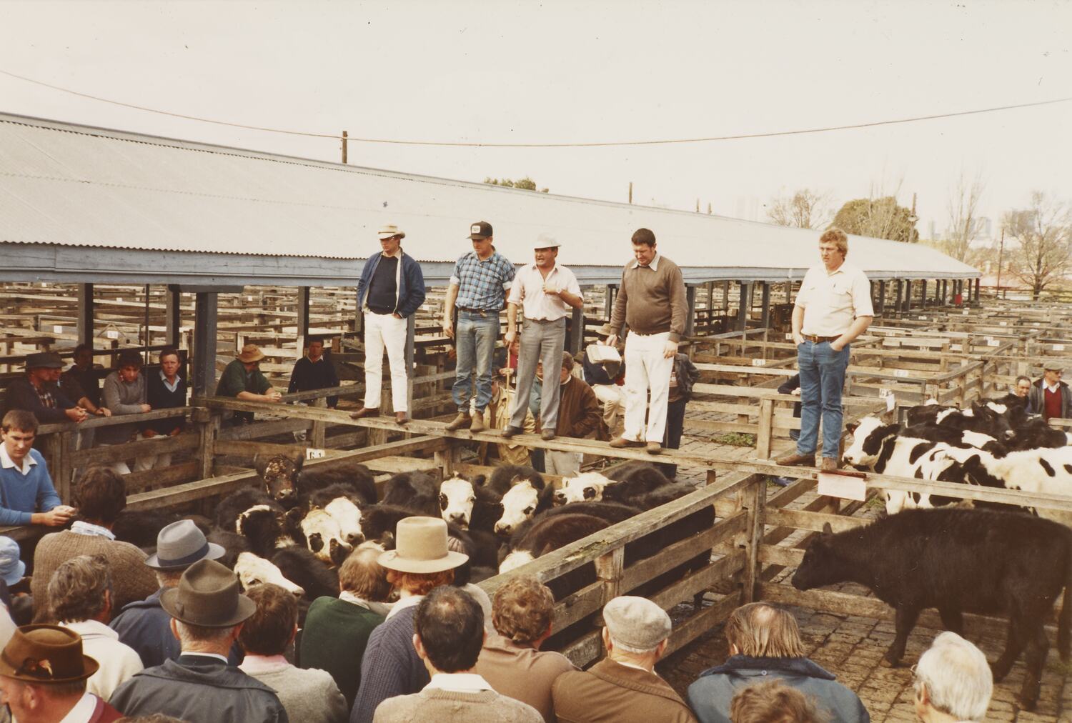 Digital Photograph - Cattle Sale, Newmarket Saleyards, Newmarket, Aug 1985