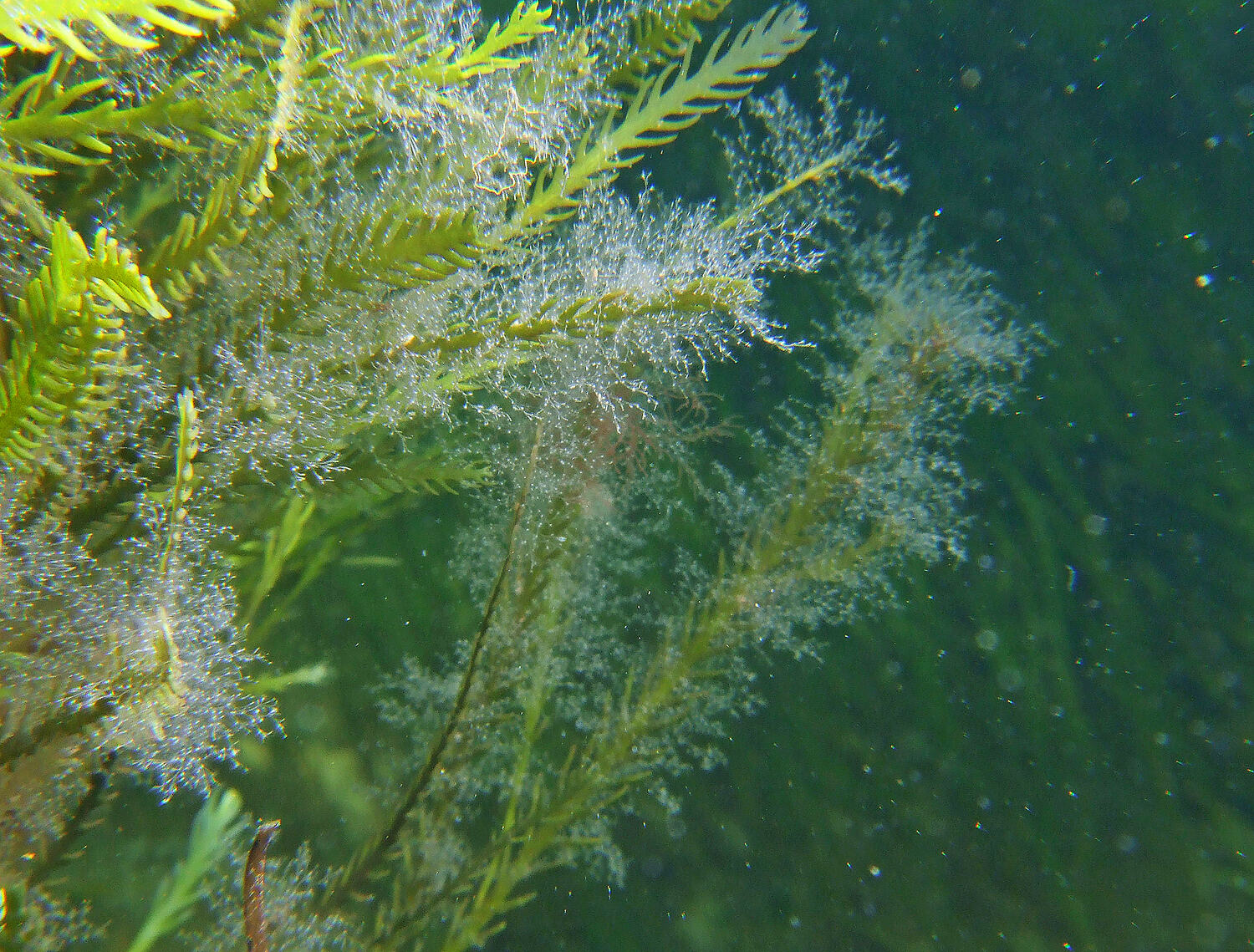 Obelia Species Knotted Thread Hydroid, OBELIA GENICULATA