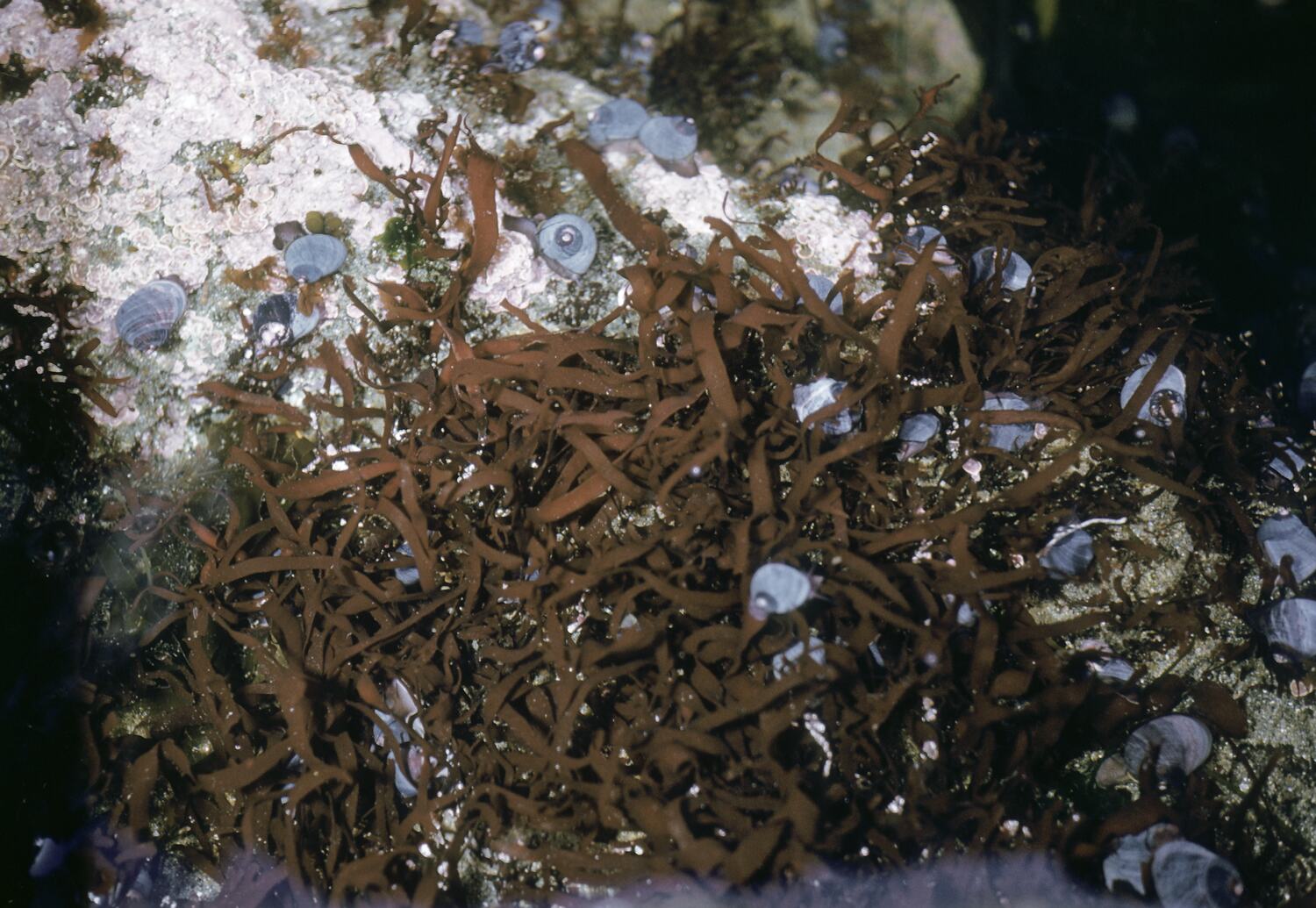 Slide - Photinula & Red Strap Weed, Macquarie Island, Tasmania, 1959