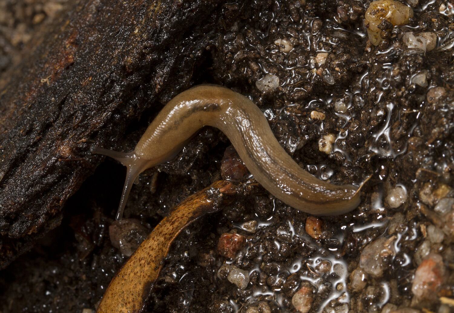 Lehmannia nyctelia (Bourguignat, 1861), Striped Field Slug