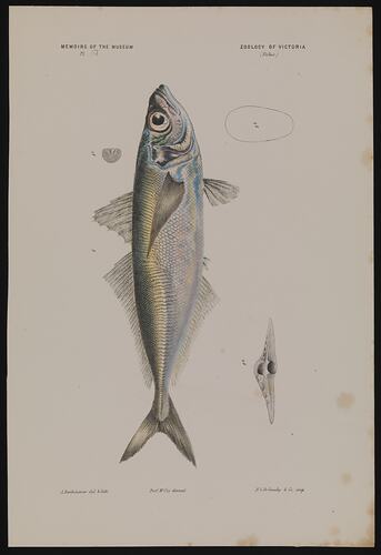 Lithographic proof, Common Jack Mackeral, Trachurus declivis, Arthur ...