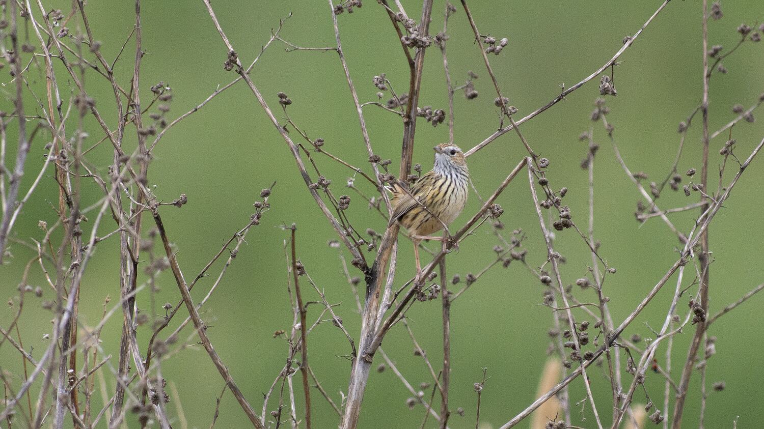 Calamanthus fuliginosus, Striated Fieldwren