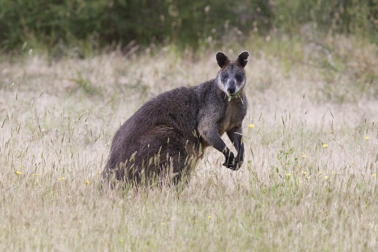 Wallabia bicolor, Swamp Wallaby