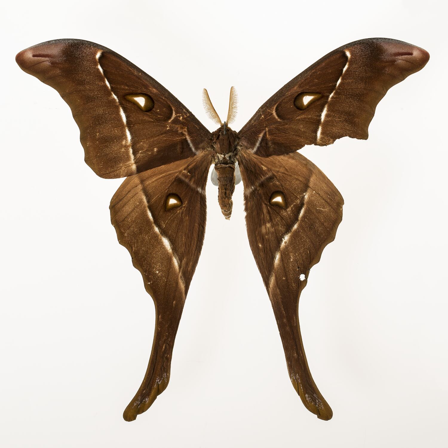 Coscinocera hercules Miskin, 1876